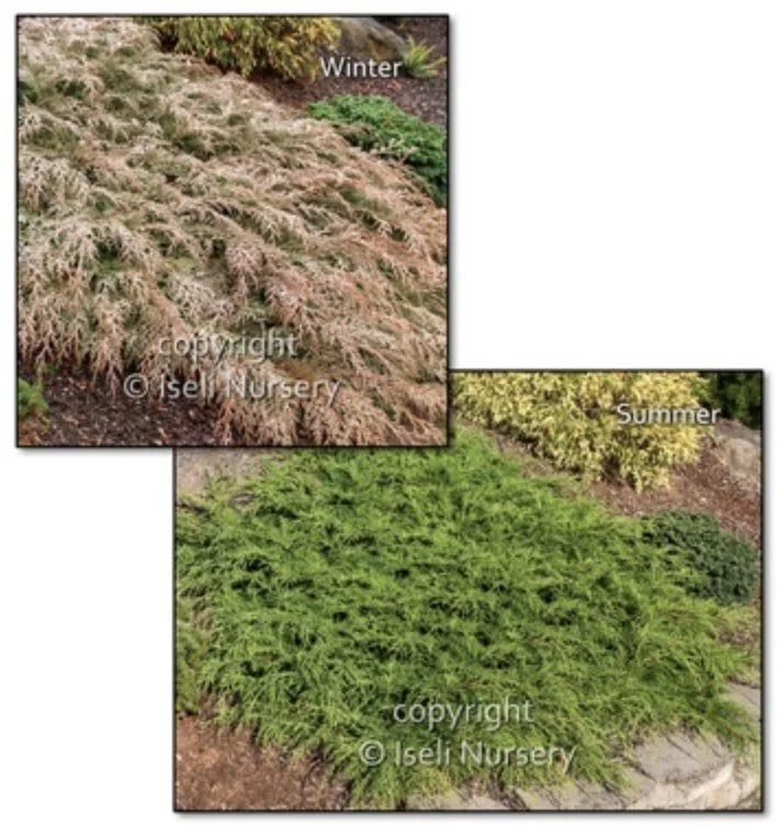 Microbiota — Sunnyside Nursery