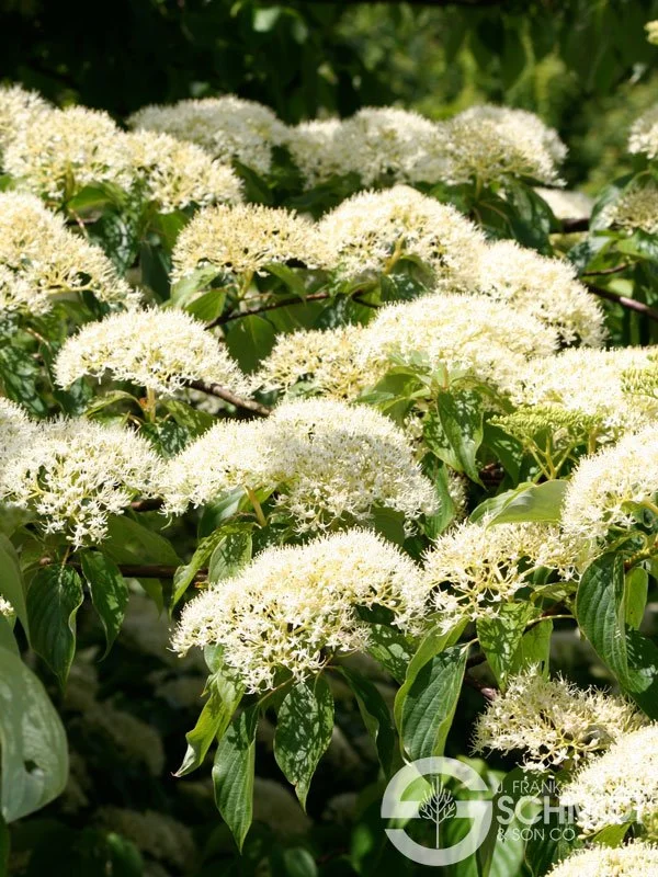 Dogwood Trees — Sunnyside Nursery