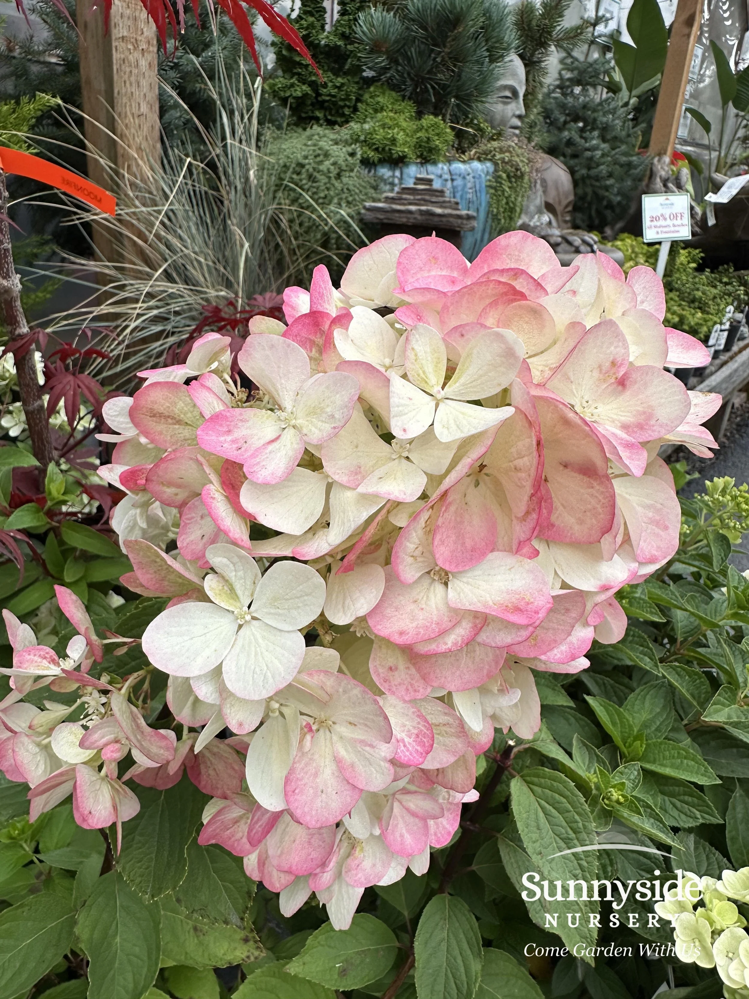 PeeGee Hydrangeas — Sunnyside Nursery