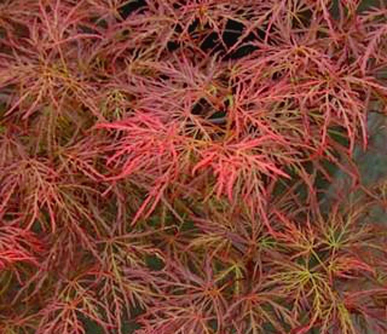 Lace-Leaf Japanese Maples — Sunnyside Nursery