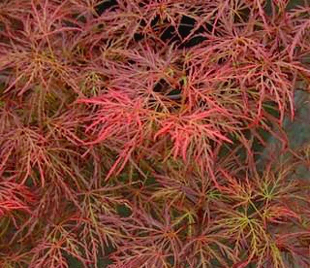 Lace-Leaf Japanese Maples — Sunnyside Nursery