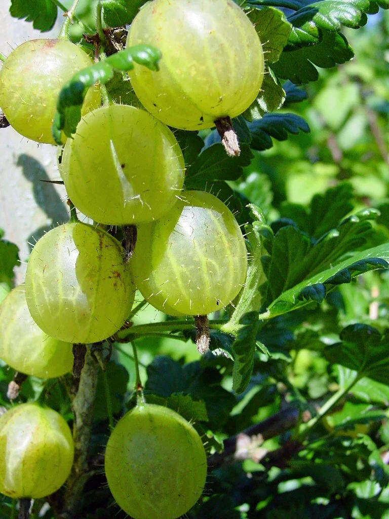Small Fruits & Berries — Sunnyside Nursery