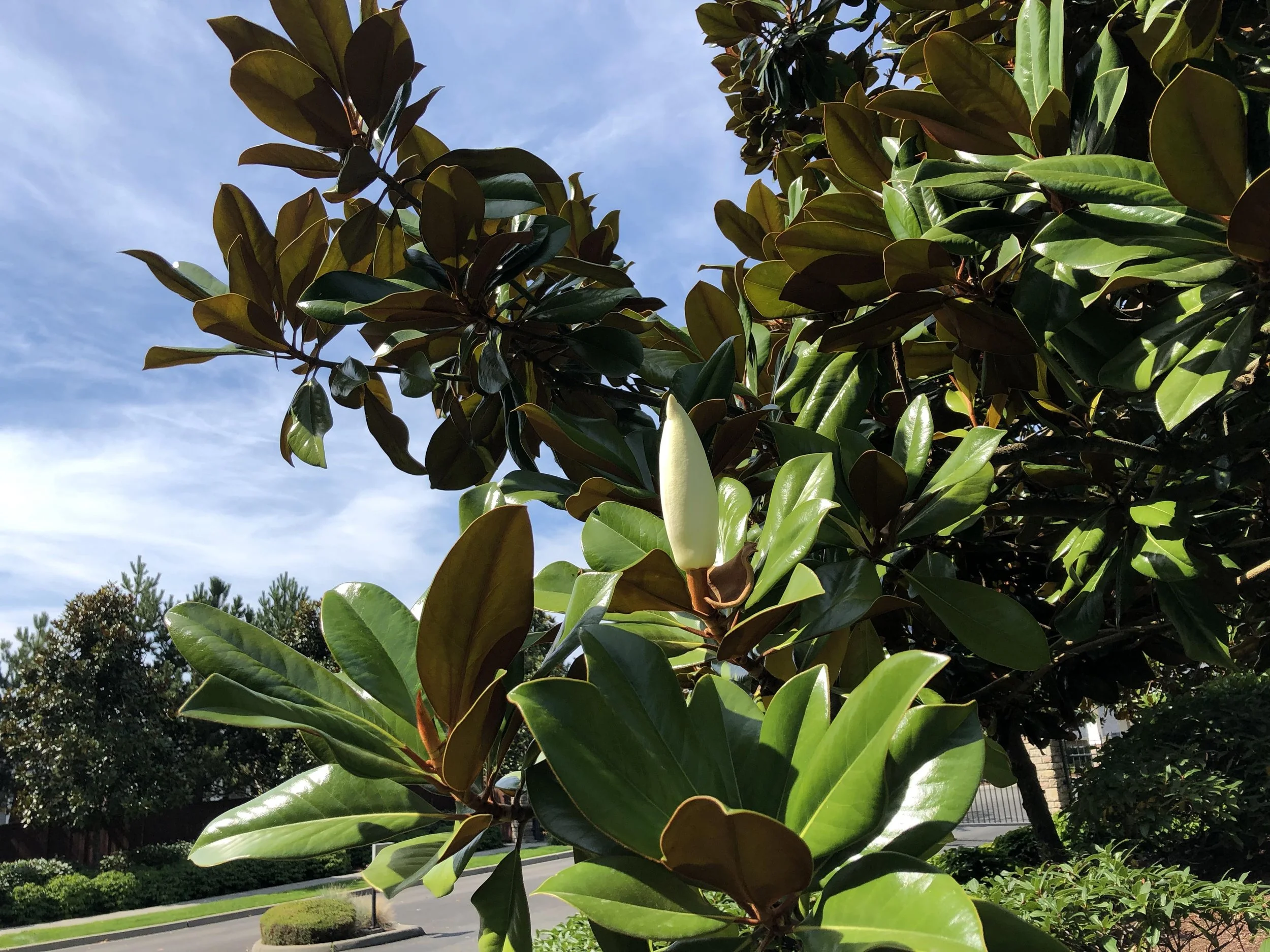 Magnolia Trees — Sunnyside Nursery