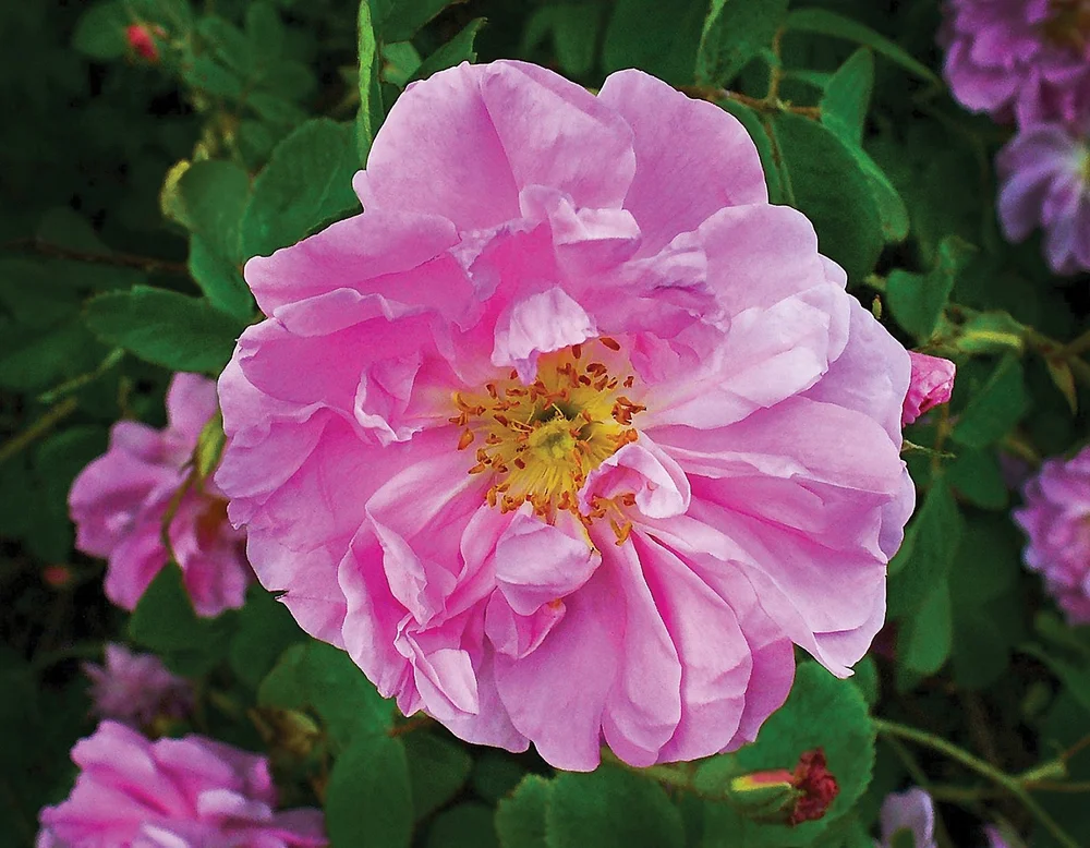 Rugosa Roses — Sunnyside Nursery