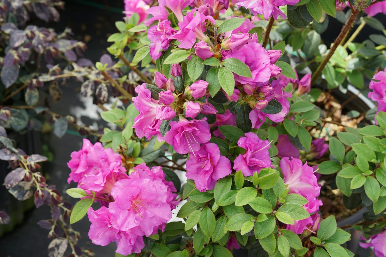 Purple Evergreen Azaleas — Sunnyside Nursery