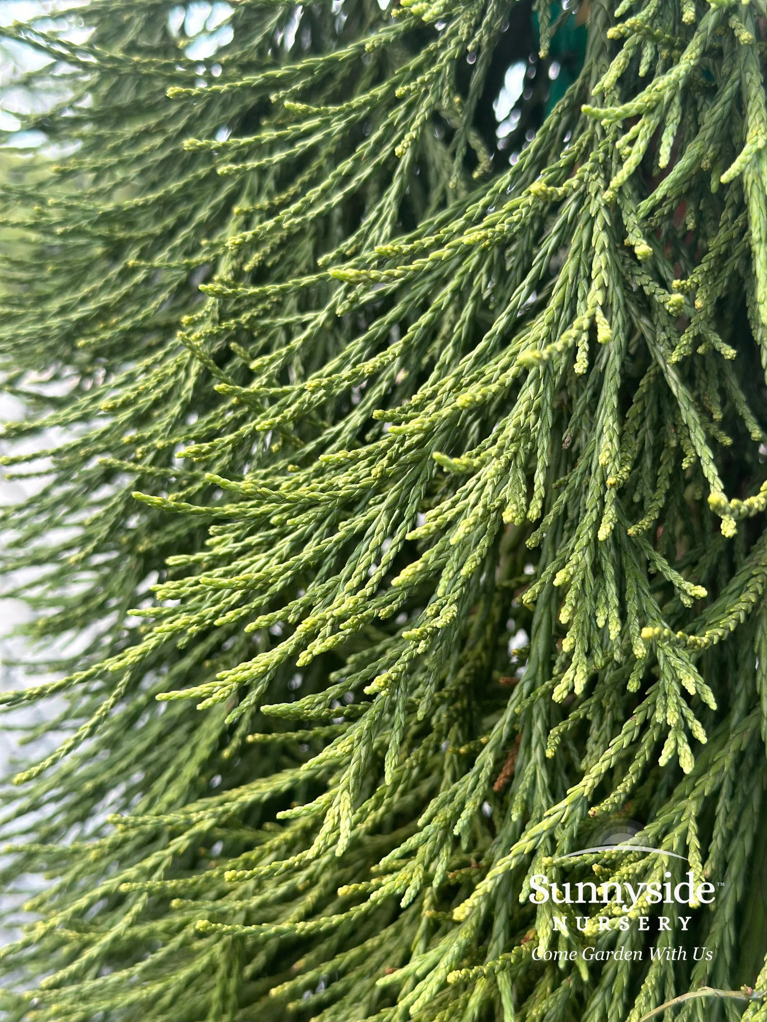 Sequoiadendron — Sunnyside Nursery