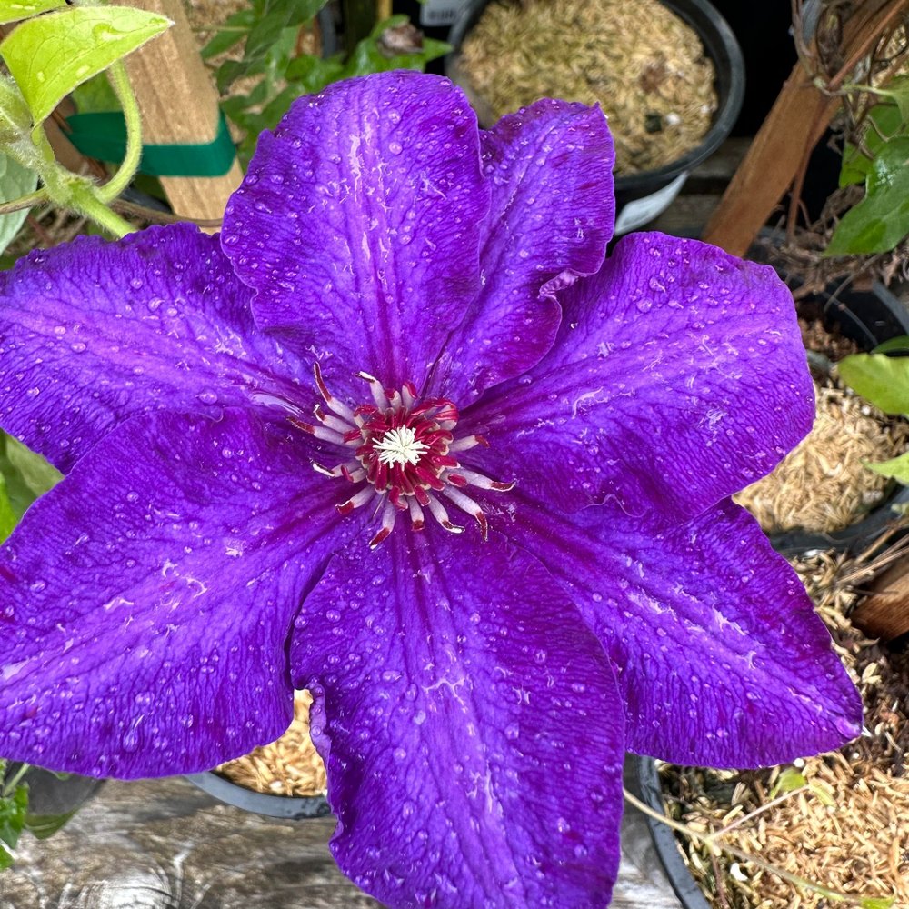 Sales — Sunnyside Nursery