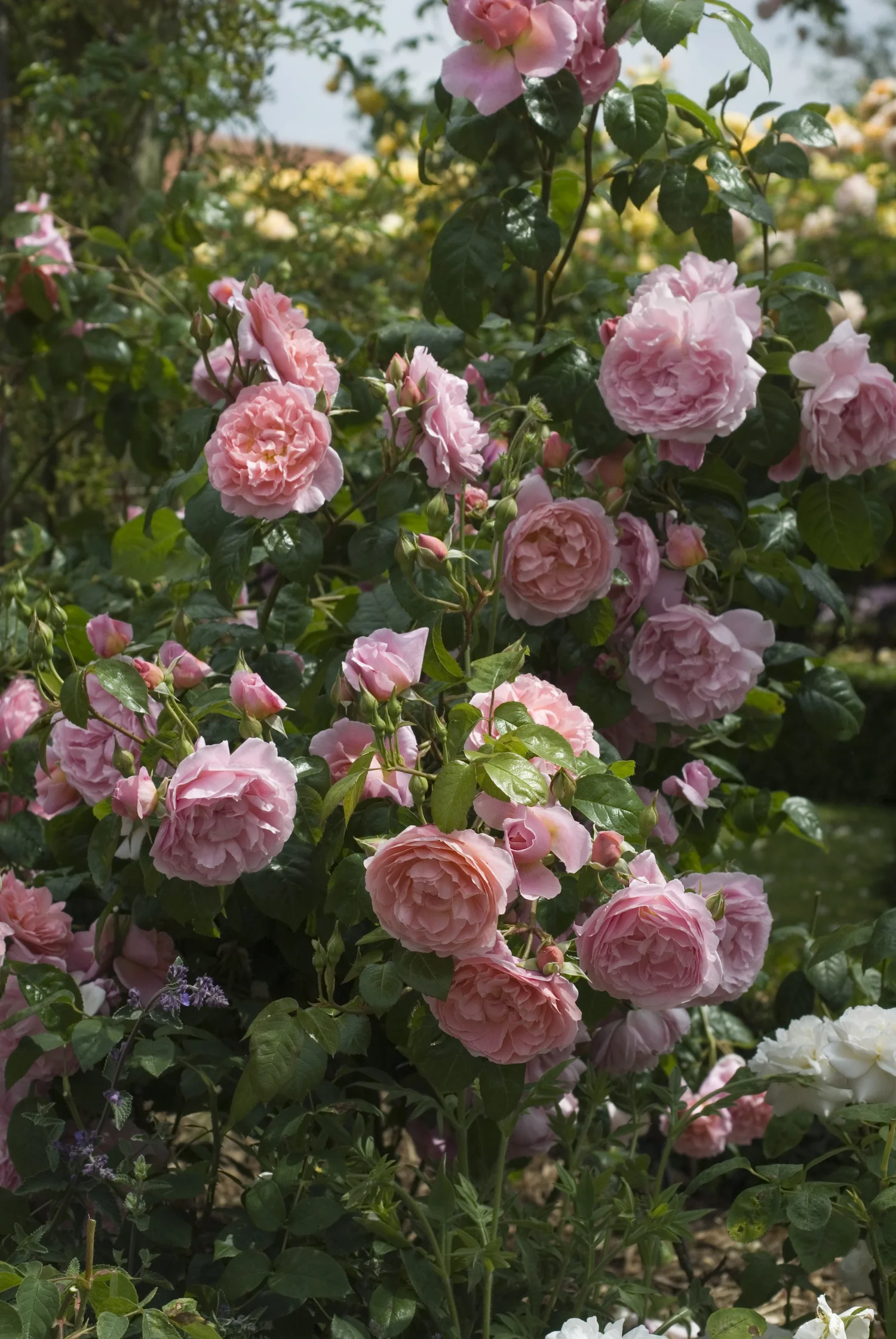 David Austin English Roses — Sunnyside Nursery