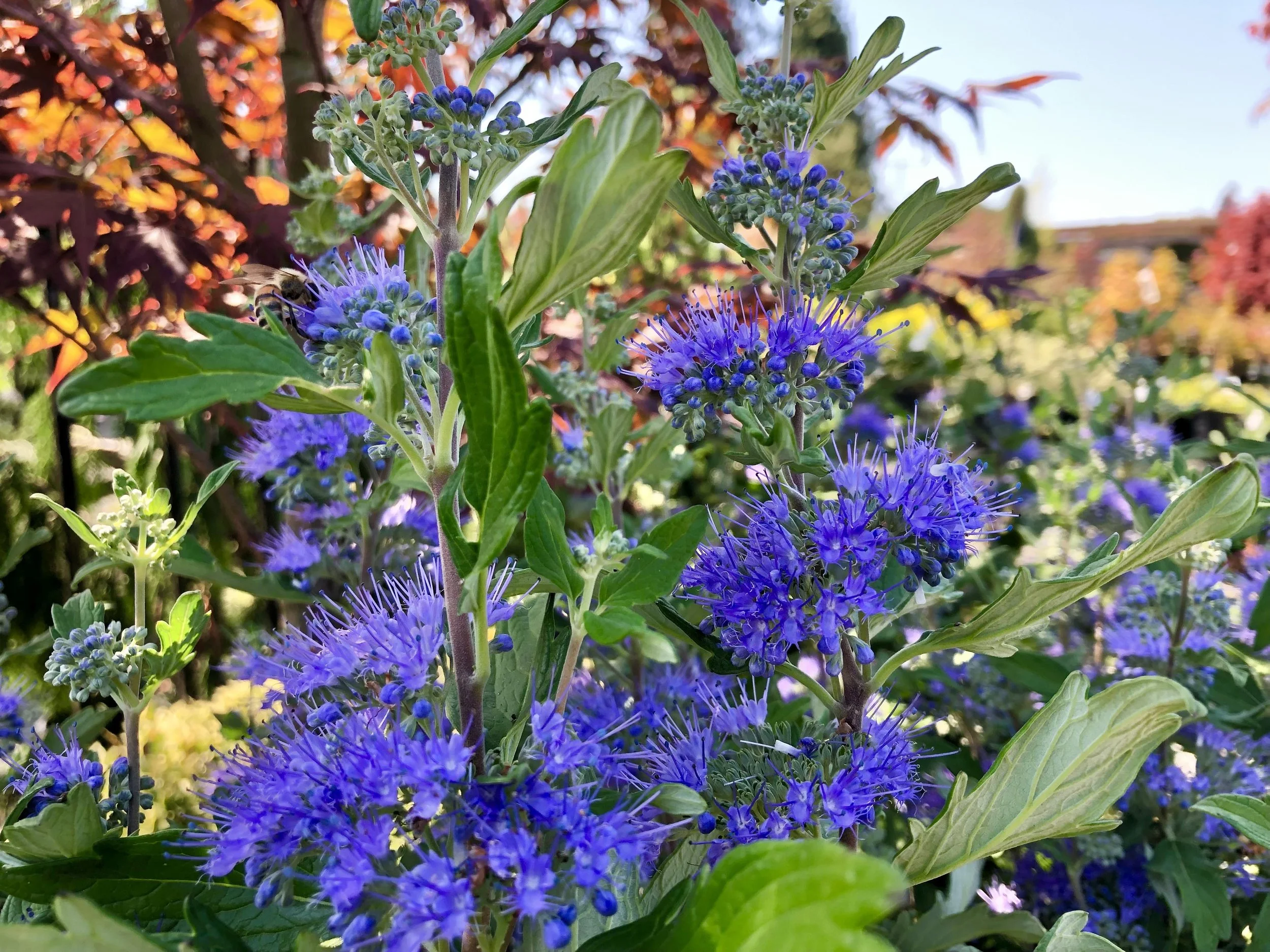 Fall - The Second Planting Season — Sunnyside Nursery