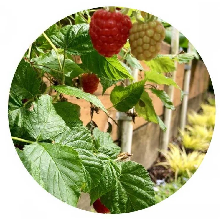 Free Classes — Sunnyside Nursery