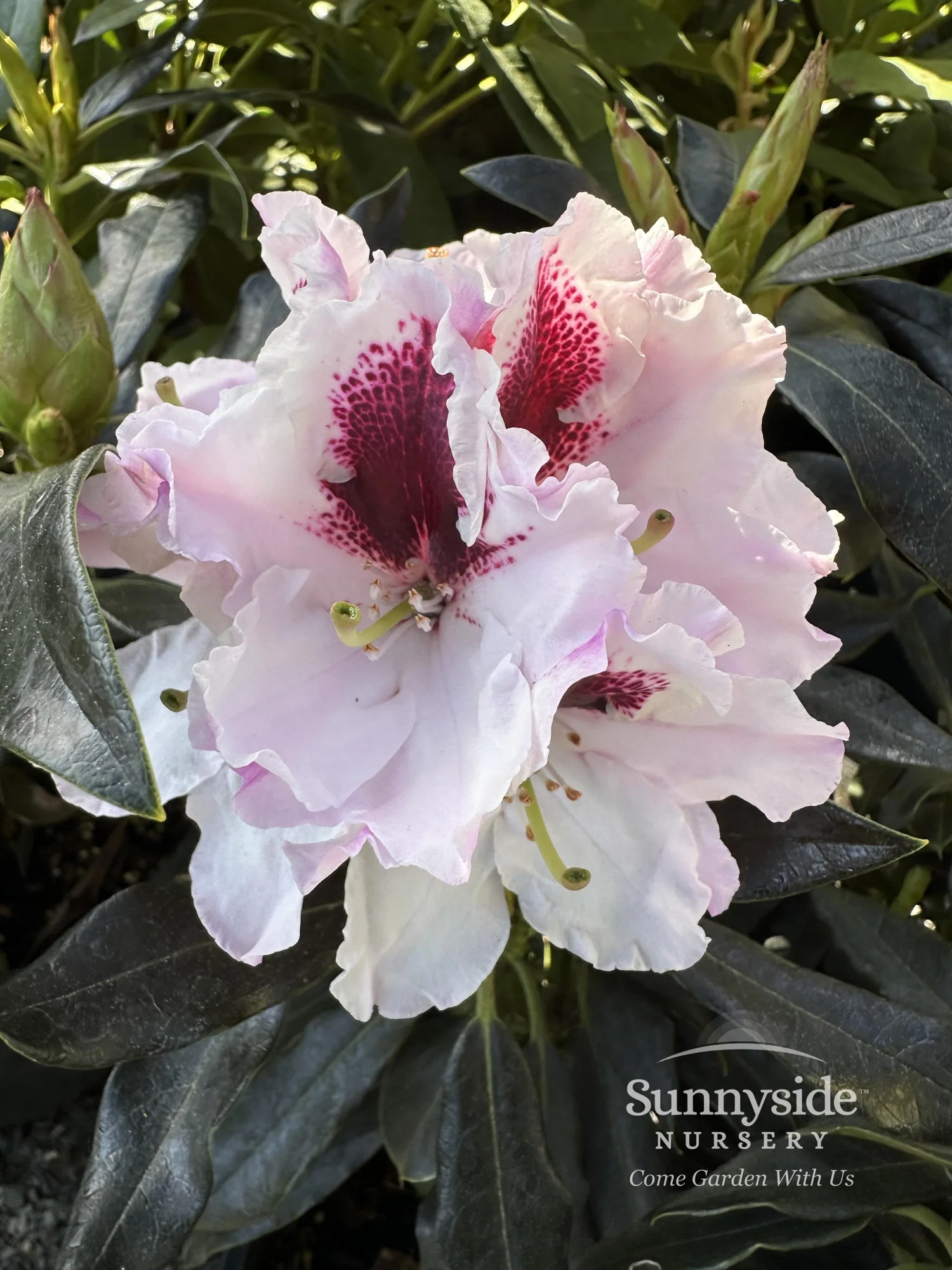 White Rhododendrons — Sunnyside Nursery