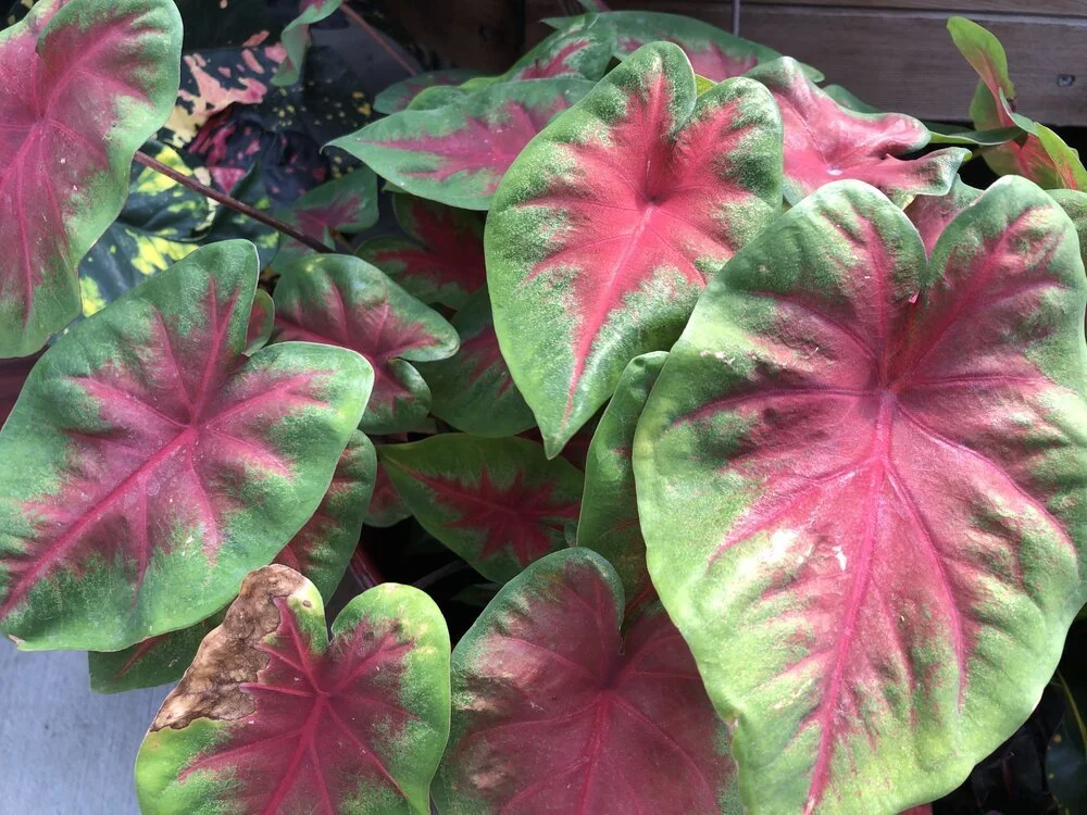Medium Light Houseplants — Sunnyside Nursery