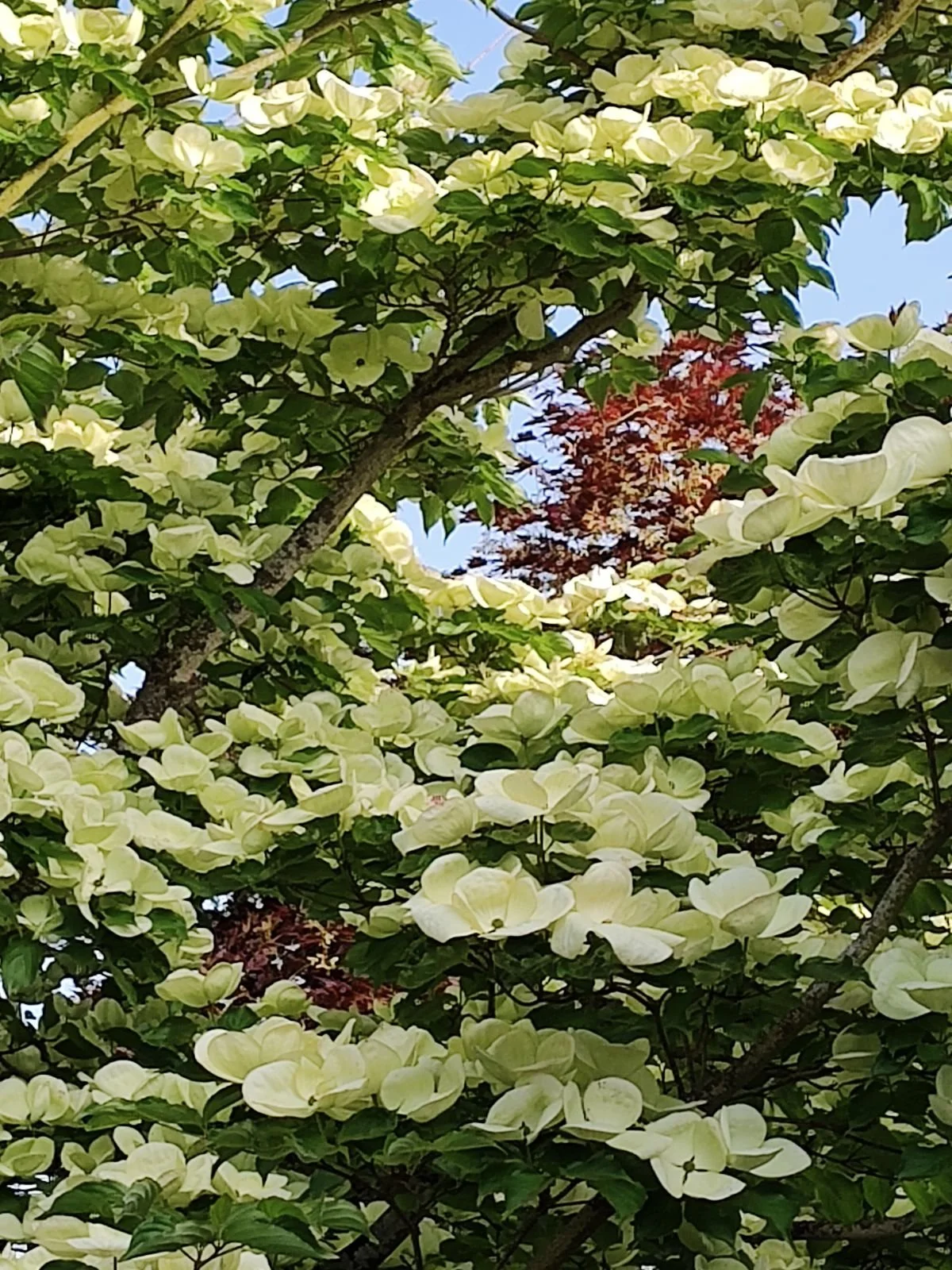 Dazzling Dogwoods — Sunnyside Nursery