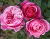 Hybrid Tea Roses — Sunnyside Nursery