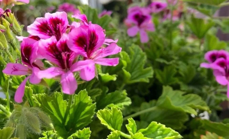 Hanging Baskets — Sunnyside Nursery