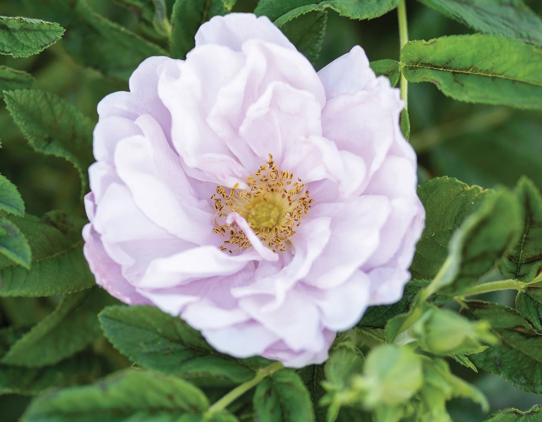 Rugosa Roses — Sunnyside Nursery