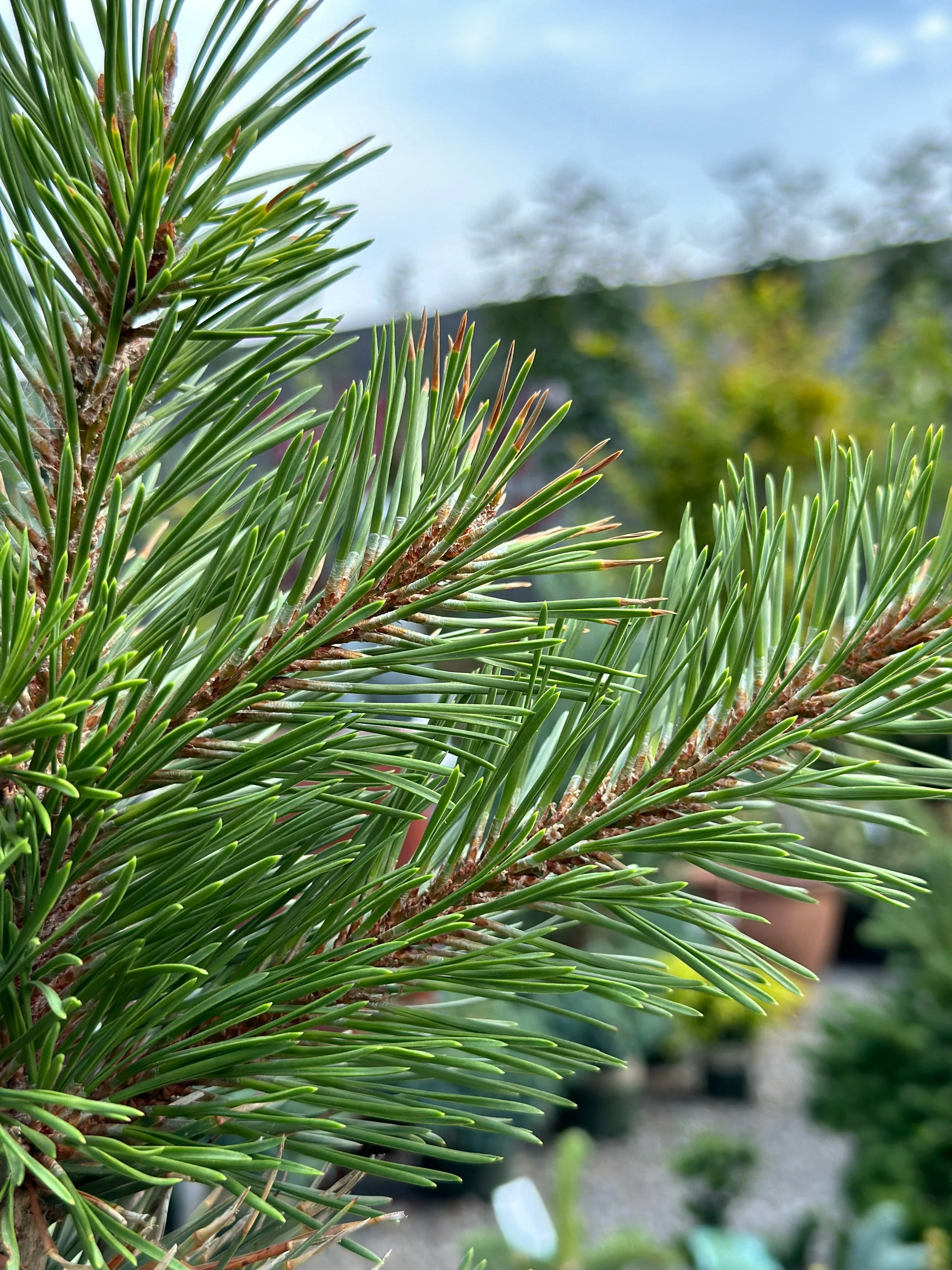 Pinus — Sunnyside Nursery