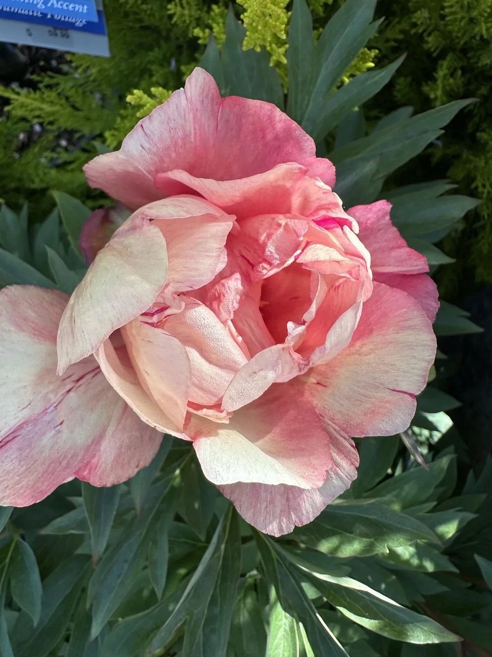 Explore the World of Itoh Peonies — Sunnyside Nursery