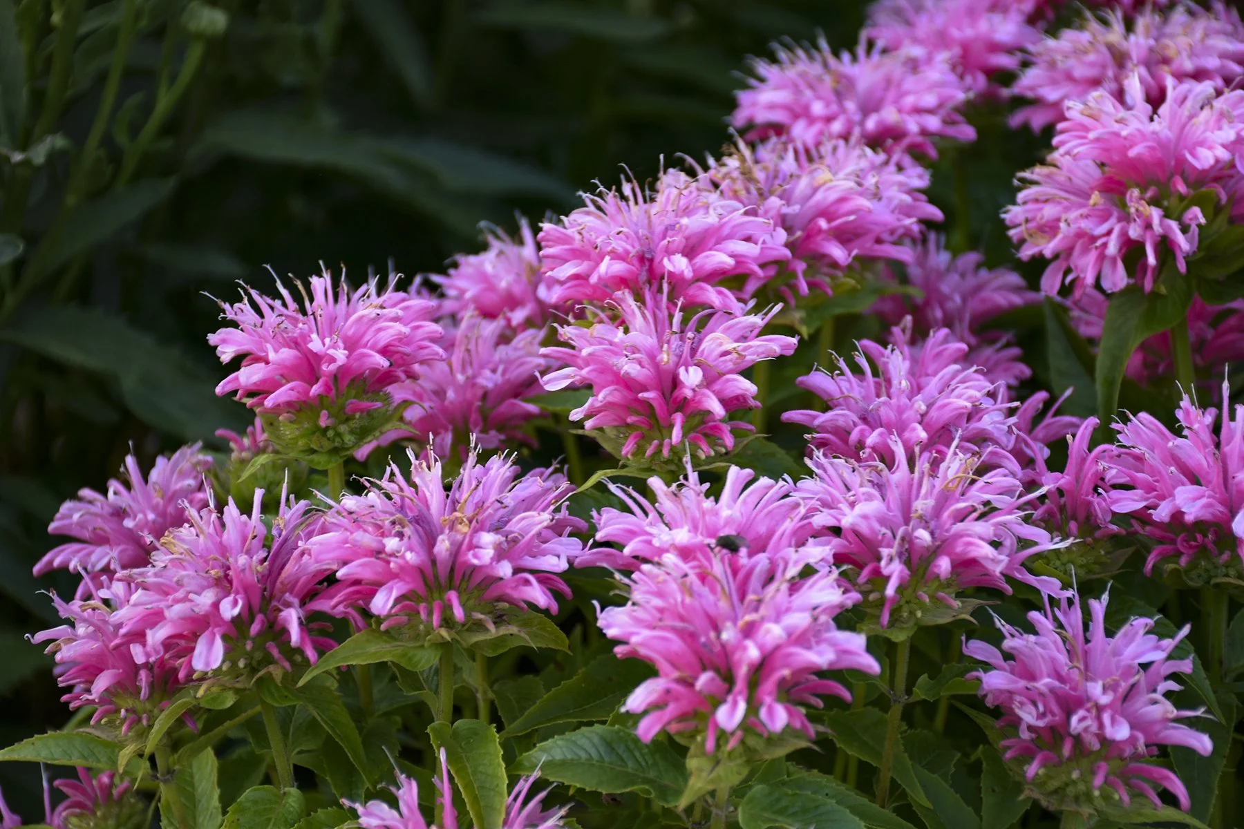 'Bee-You' Bee Balm — Sunnyside Nursery
