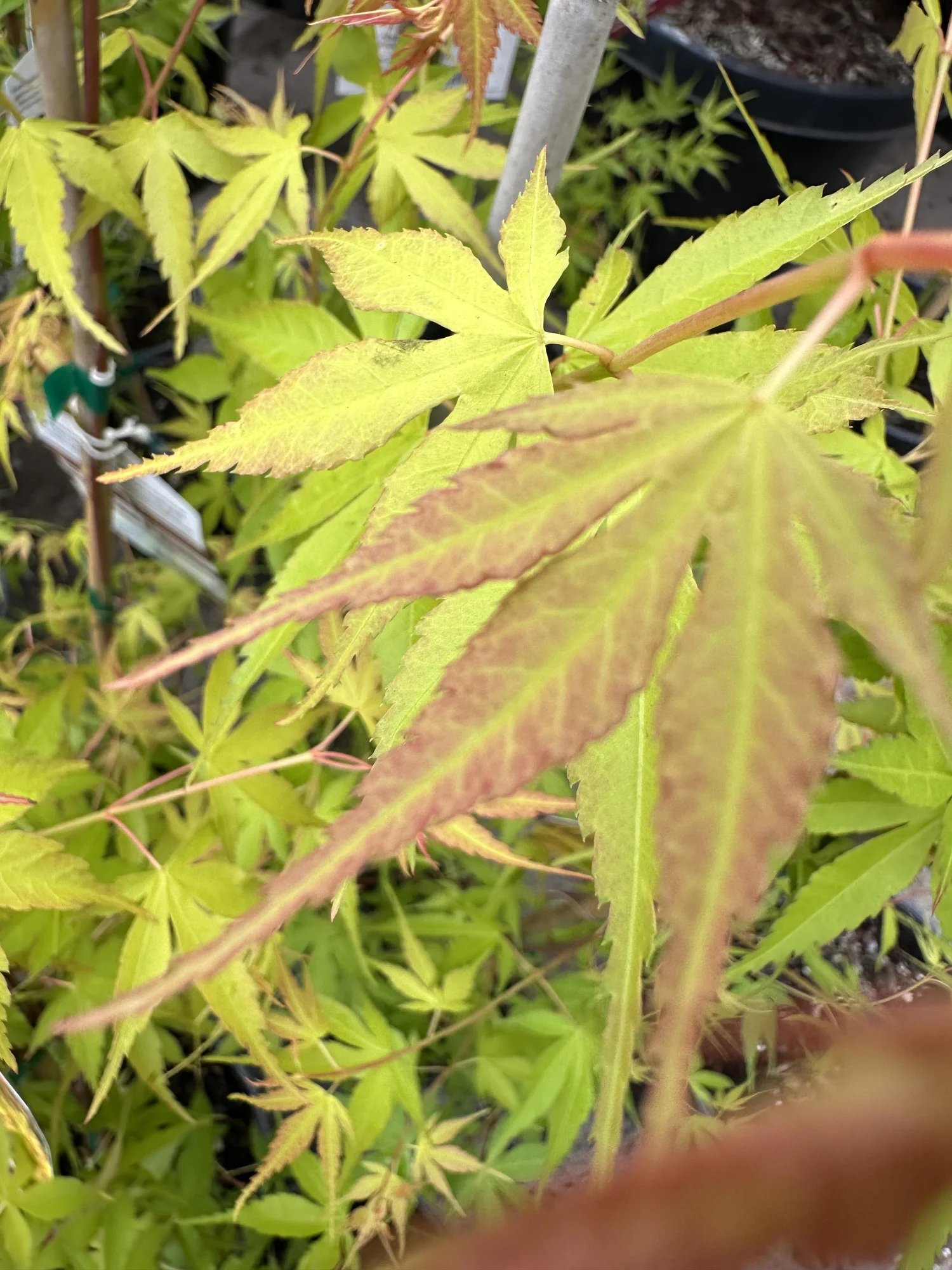 Japanese Maples Over 10 Feet — Sunnyside Nursery