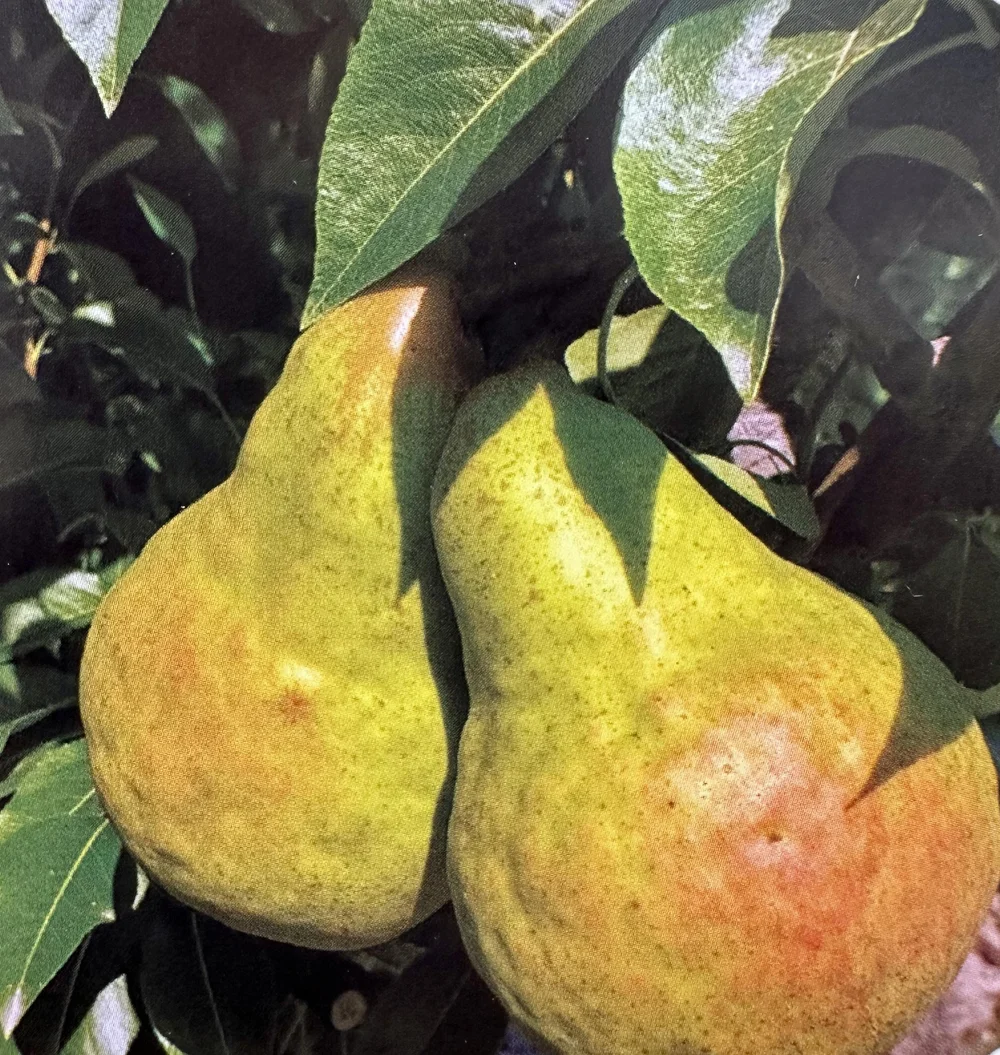 Pear Trees — Sunnyside Nursery