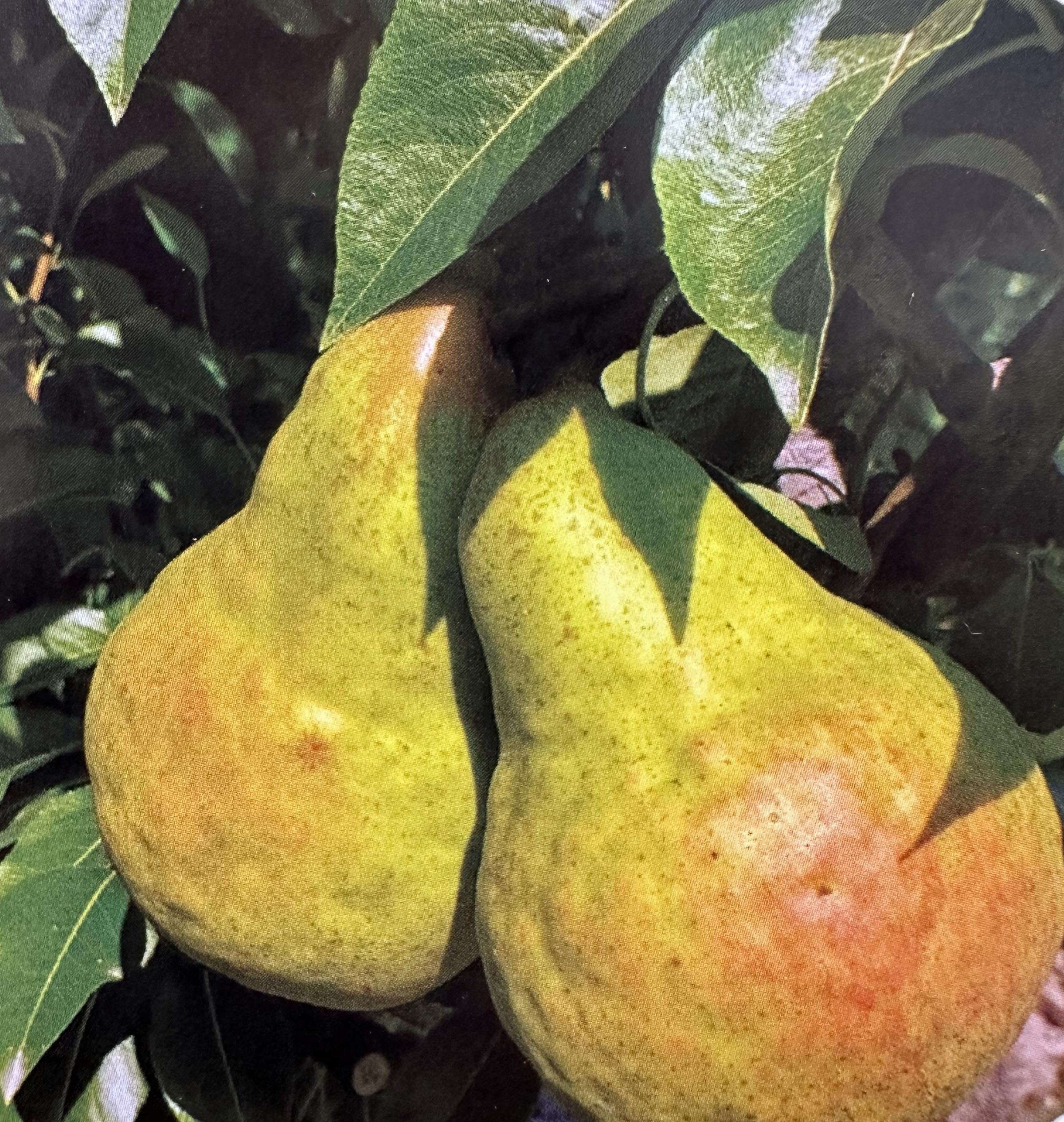 Pear Trees — Sunnyside Nursery