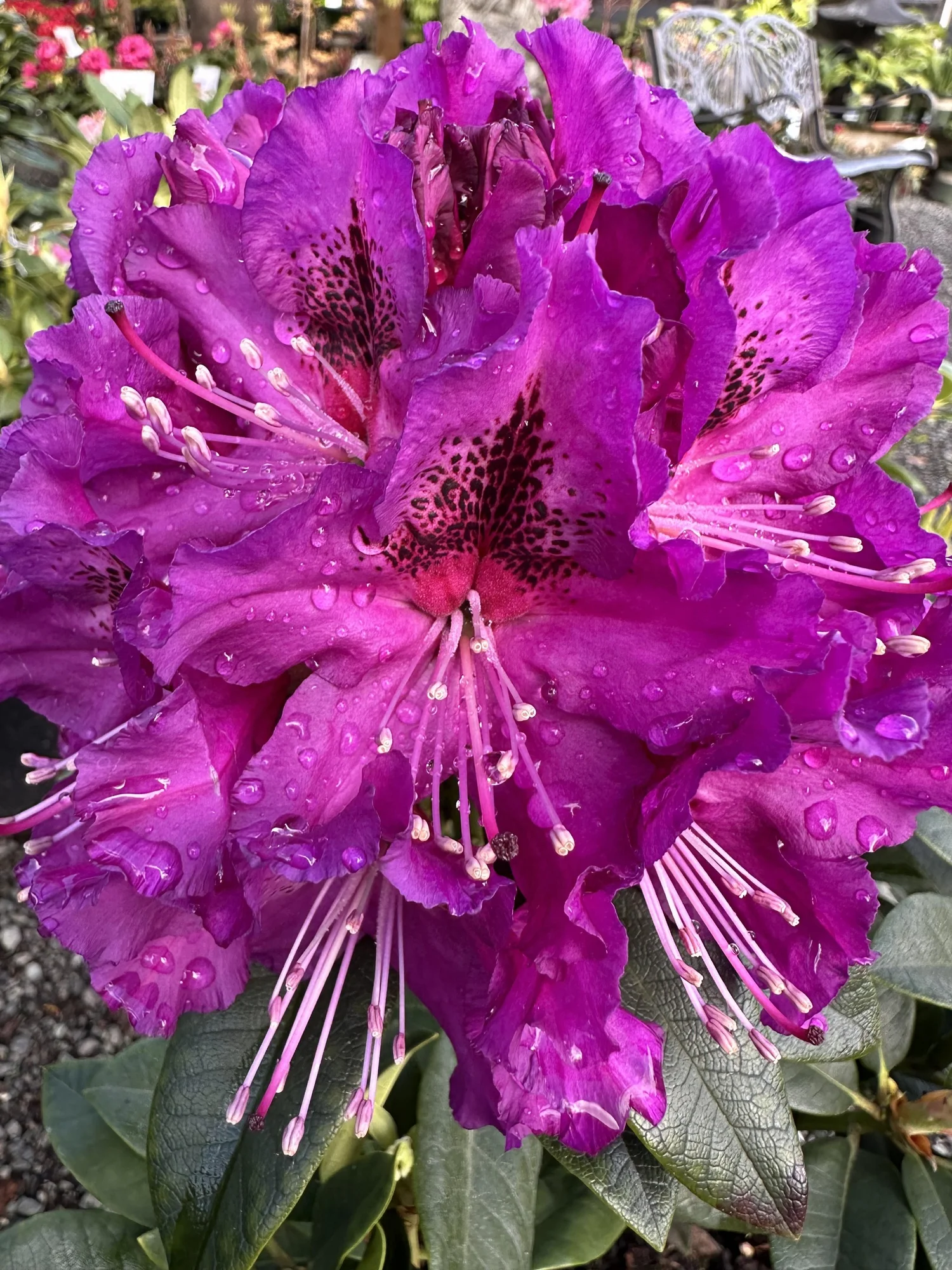 Blue & Purple Rhododendrons — Sunnyside Nursery