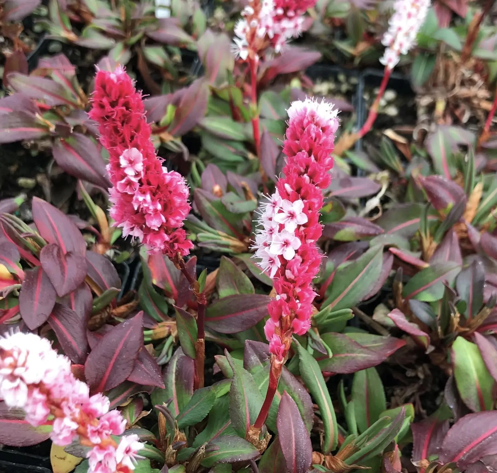 Fleece Flowers - long blooming and easy to grow perennials — Sunnyside ...