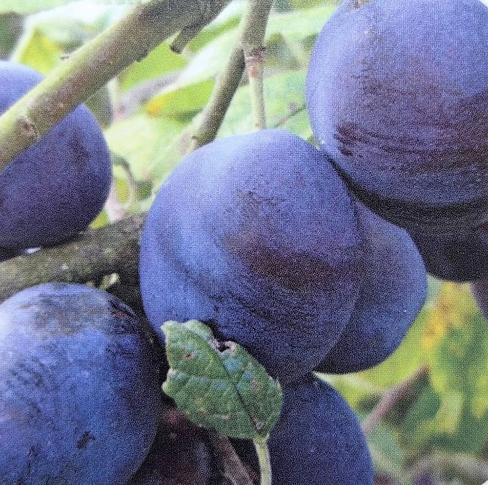 Plum Trees — Sunnyside Nursery