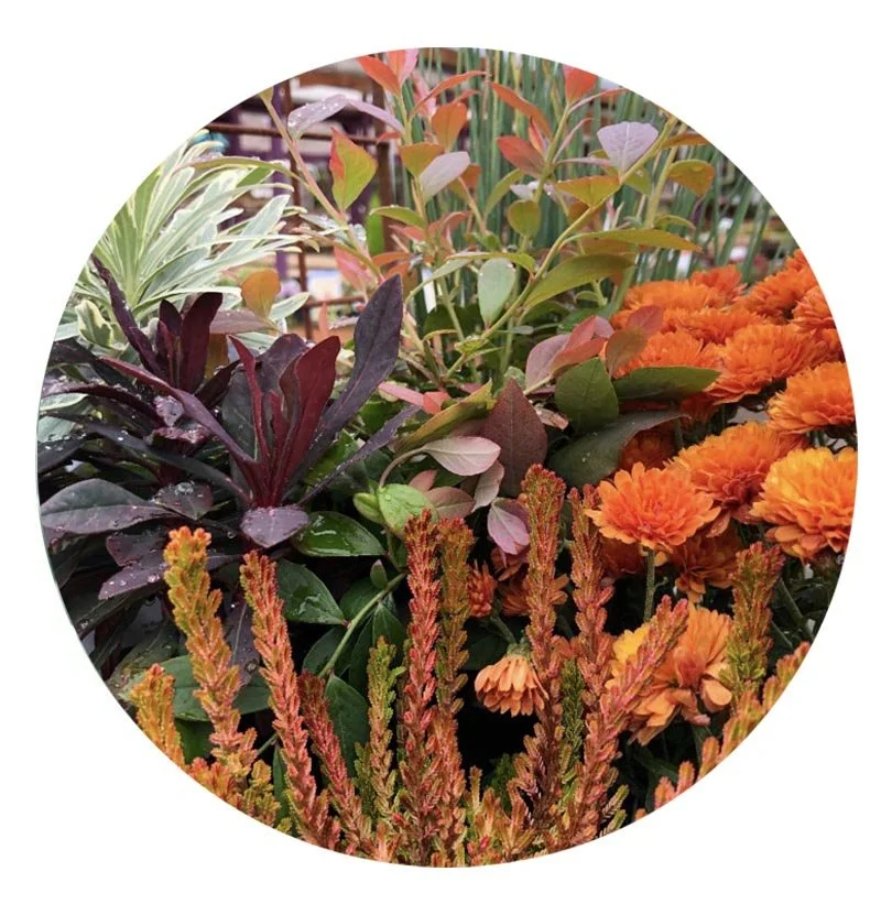 Free Classes — Sunnyside Nursery