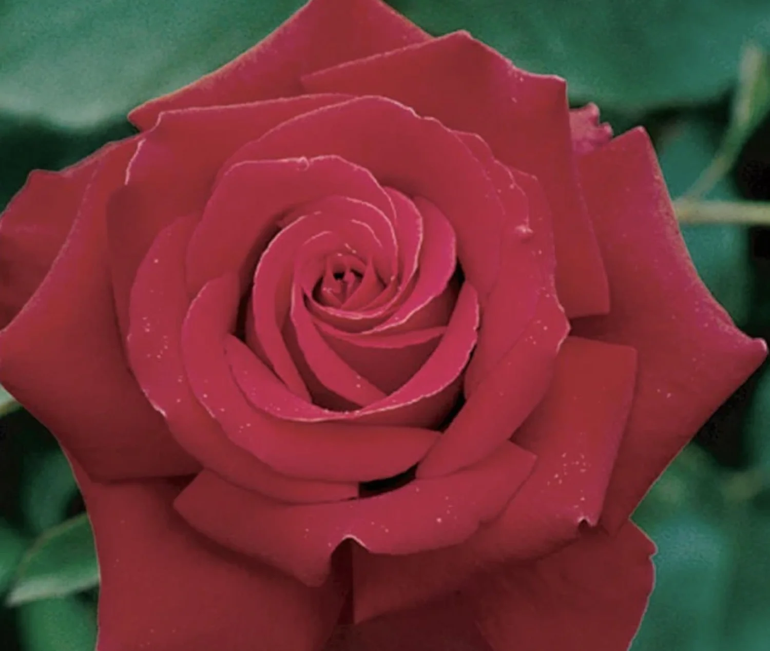 Hybrid Tea Roses — Sunnyside Nursery