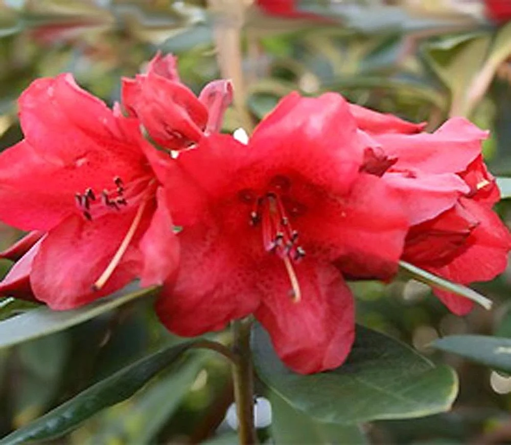 Red Rhododendrons — Sunnyside Nursery