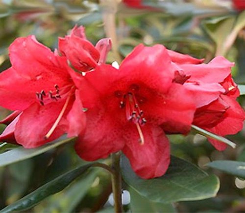 Red Rhododendrons — Sunnyside Nursery