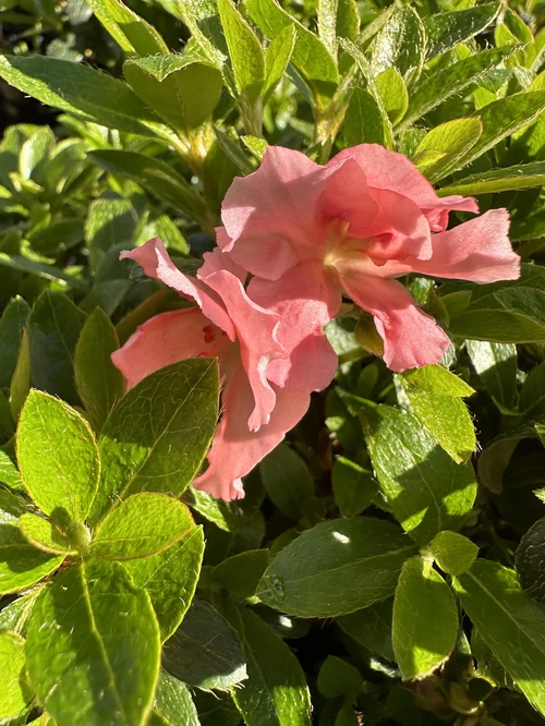 Pink Evergreen Azaleas — Sunnyside Nursery