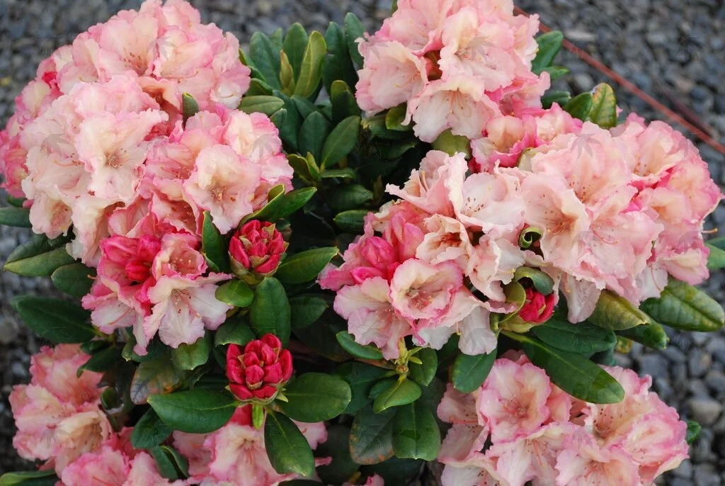 Orange & Yellow Rhododendrons — Sunnyside Nursery