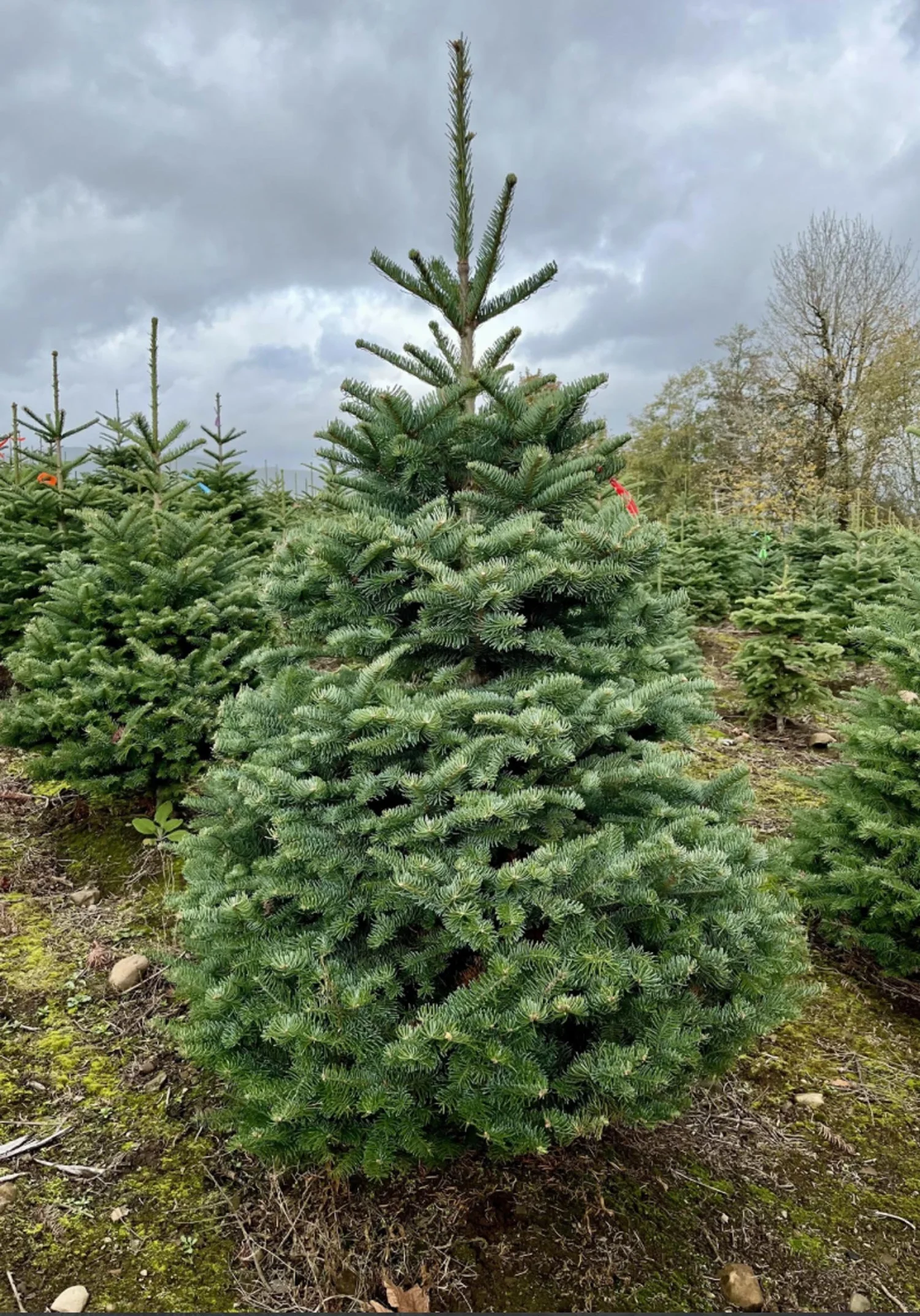 Fresh Cut Christmas Trees — Sunnyside Nursery
