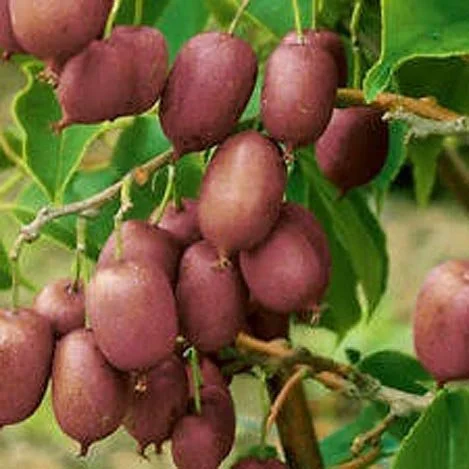 Kiwis — Sunnyside Nursery