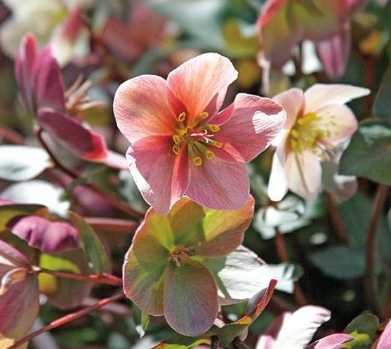 Hellebores - They Just Keep Getting Better — Sunnyside Nursery