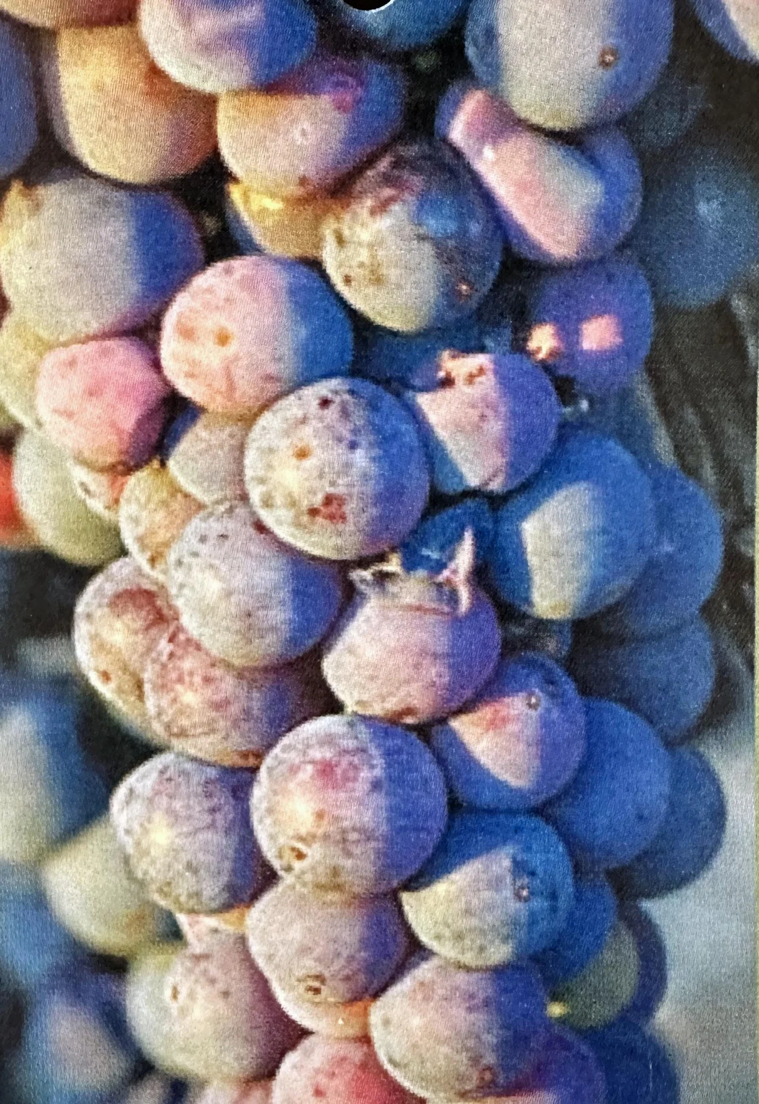 Grapes — Sunnyside Nursery