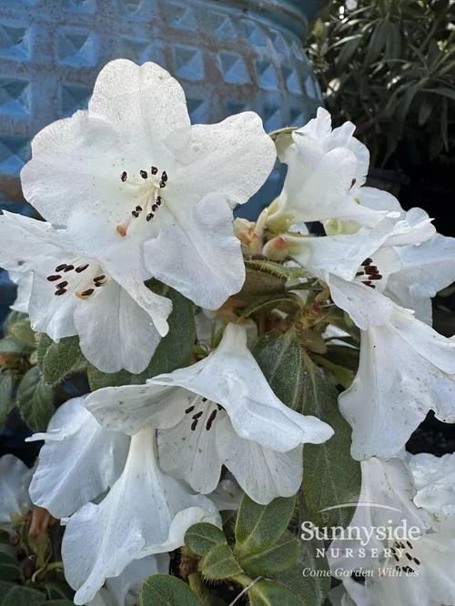 White Rhododendrons — Sunnyside Nursery