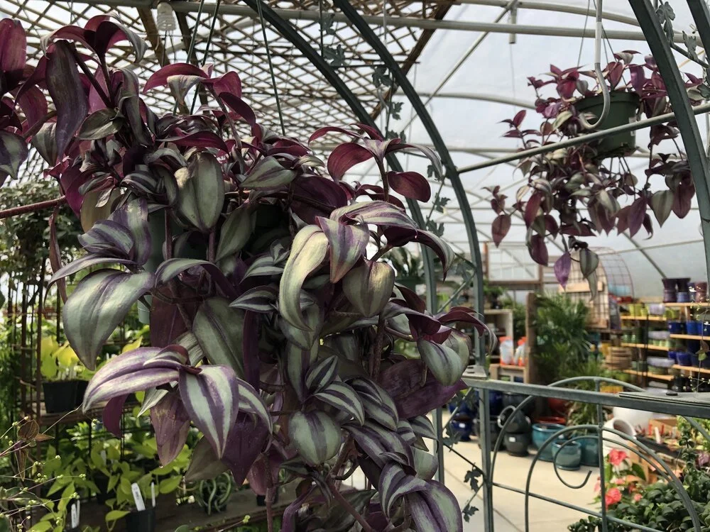Medium Light Houseplants — Sunnyside Nursery