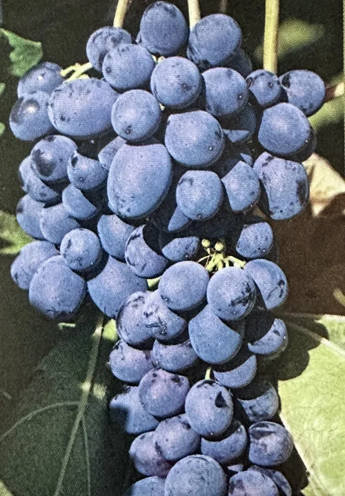Grapes — Sunnyside Nursery