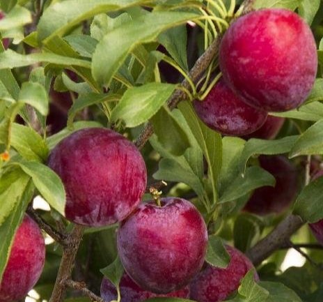 Everything You Never Wanted To Know About Fruit Tree Pollination ...