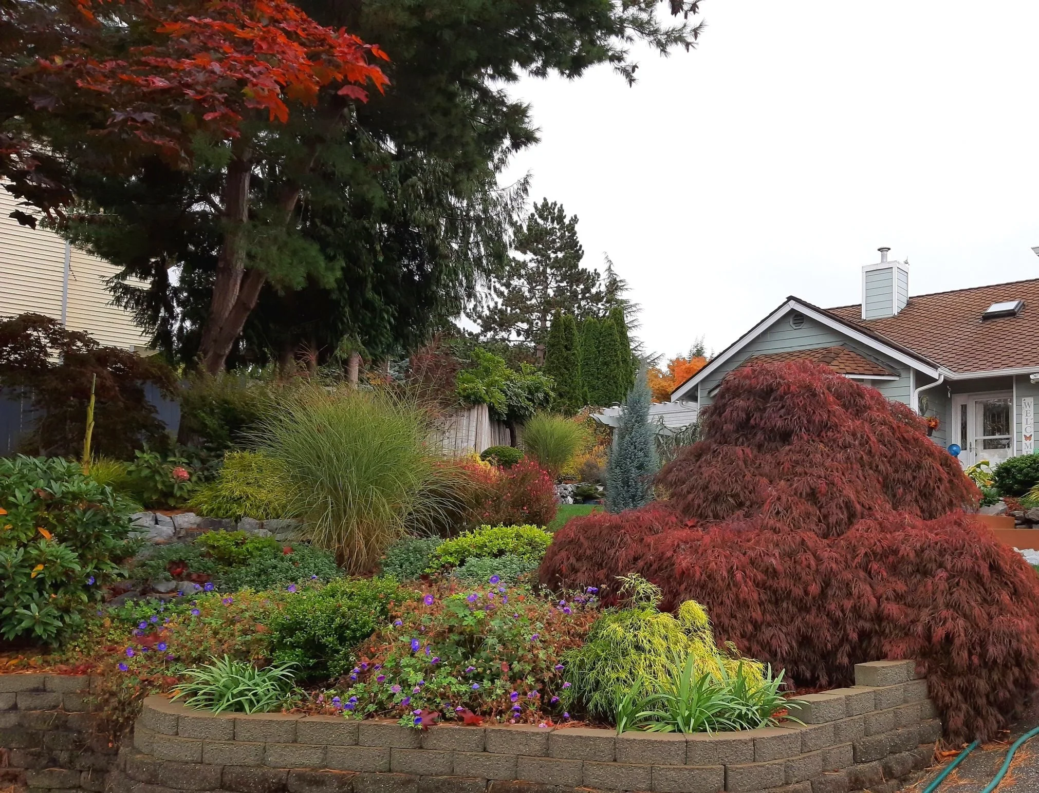 Japanese Maple Front Yard