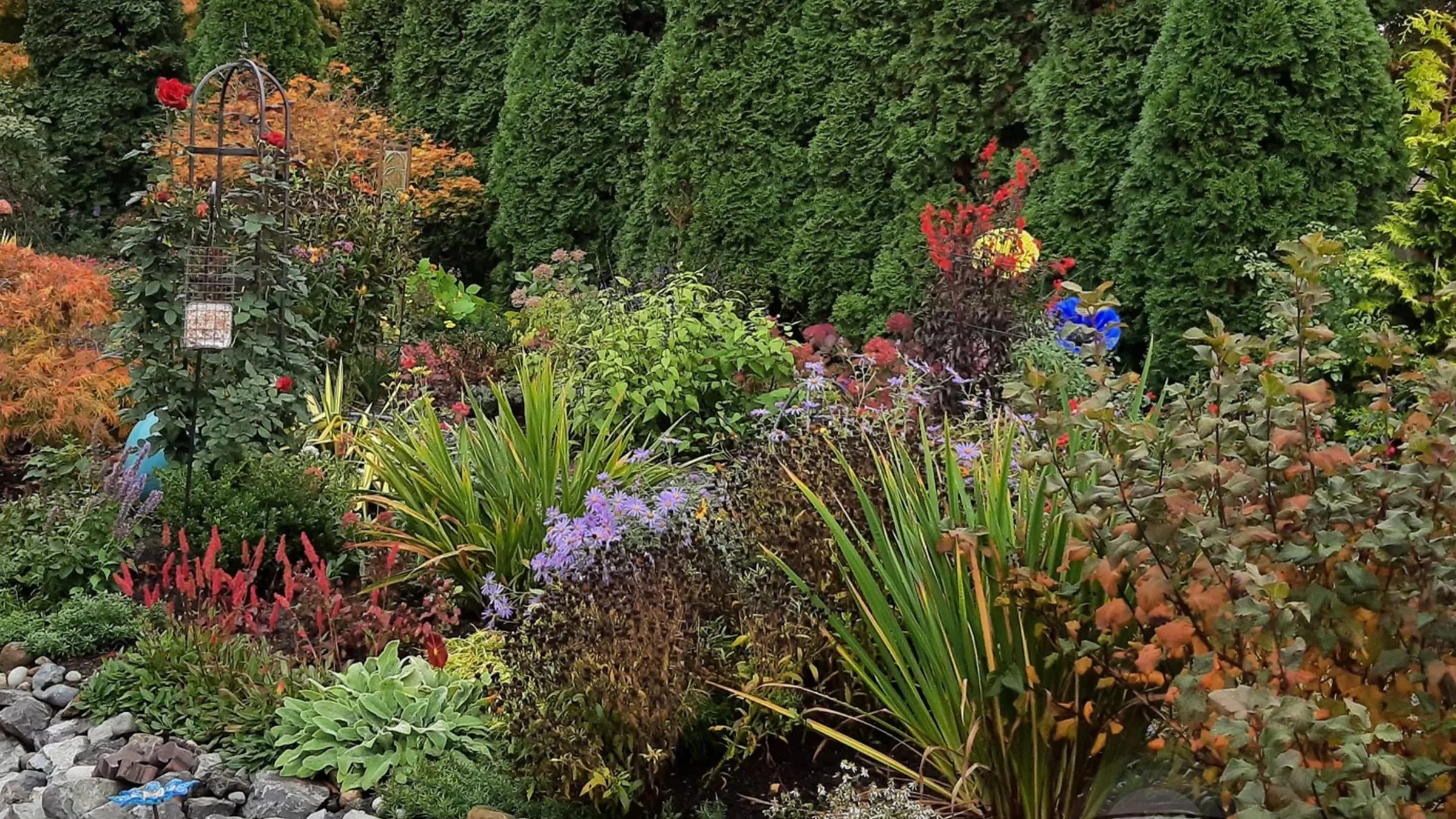 Multiplication by Division with Perennials — Sunnyside Nursery