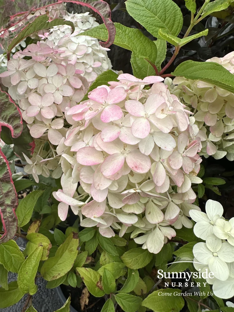 Sun Hydrangeas — Sunnyside Nursery