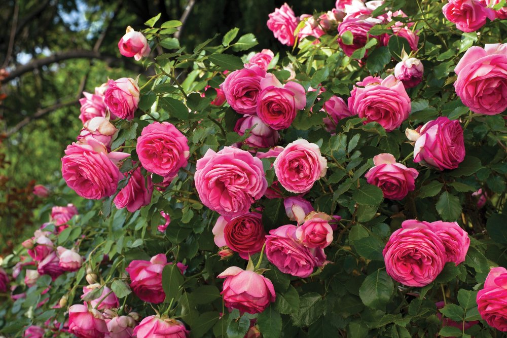 Climbing Roses — Sunnyside Nursery