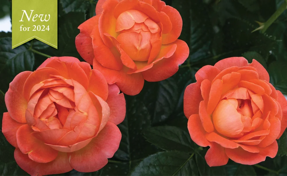 Brand New 2024 Roses — Sunnyside Nursery