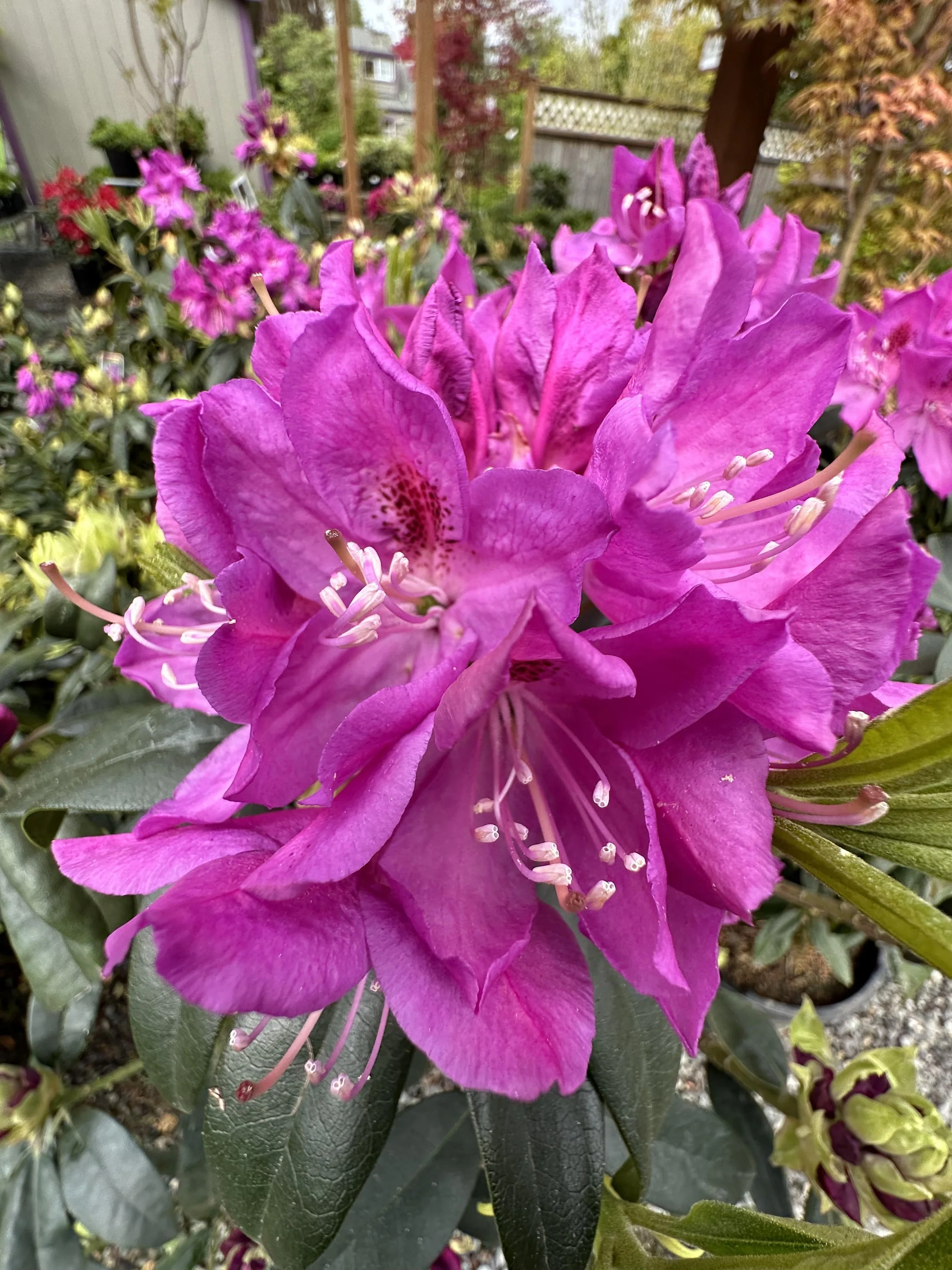 Blue & Purple Rhododendrons — Sunnyside Nursery
