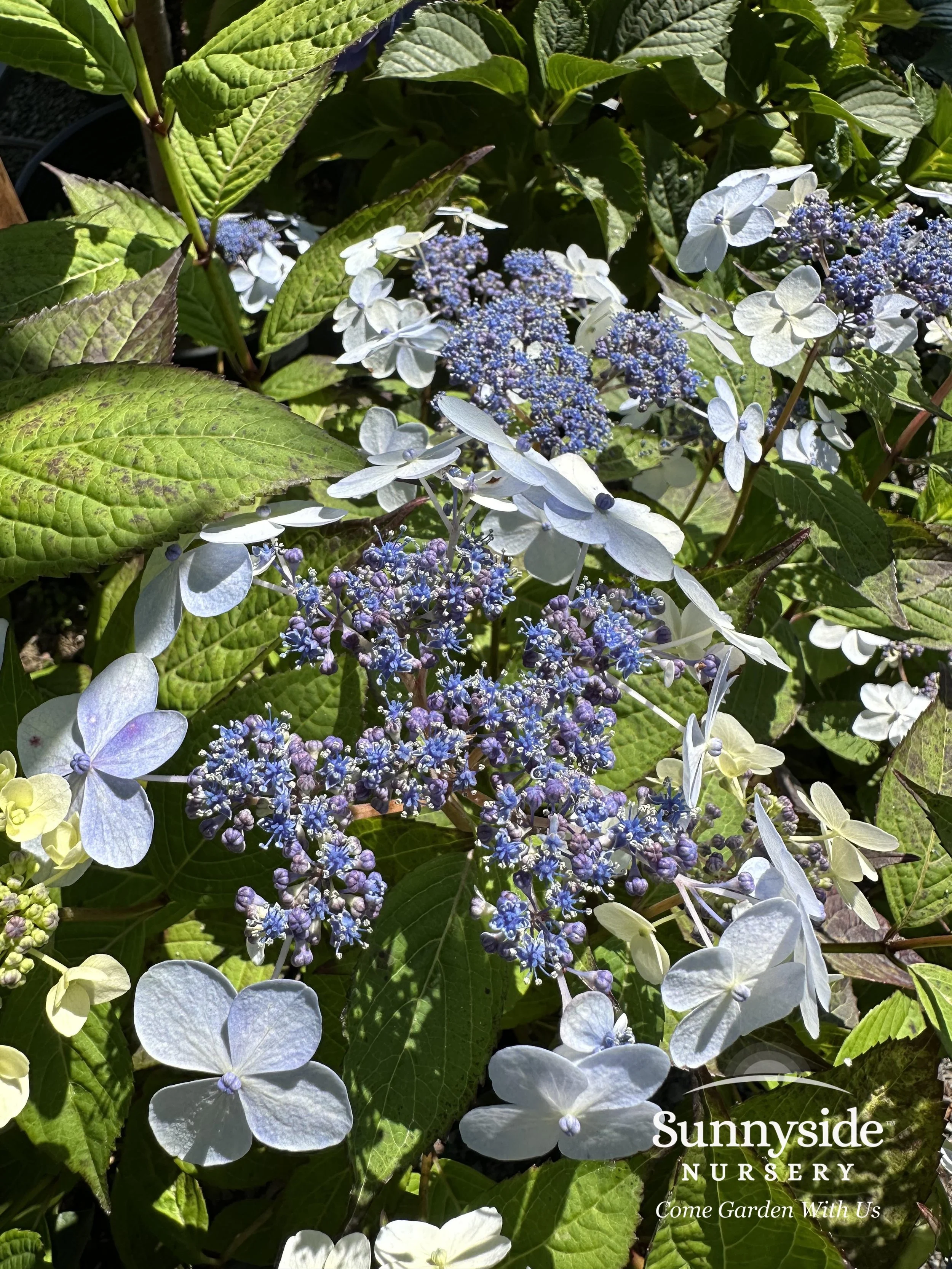 Mountain Hydrangeas — Sunnyside Nursery